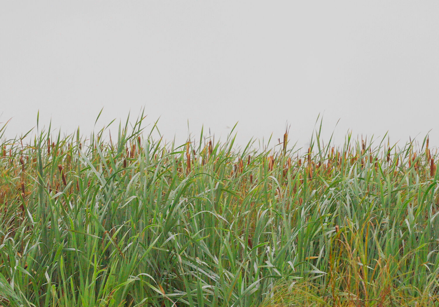 BioPuff® Plant-based Insulation | Stella McCartney